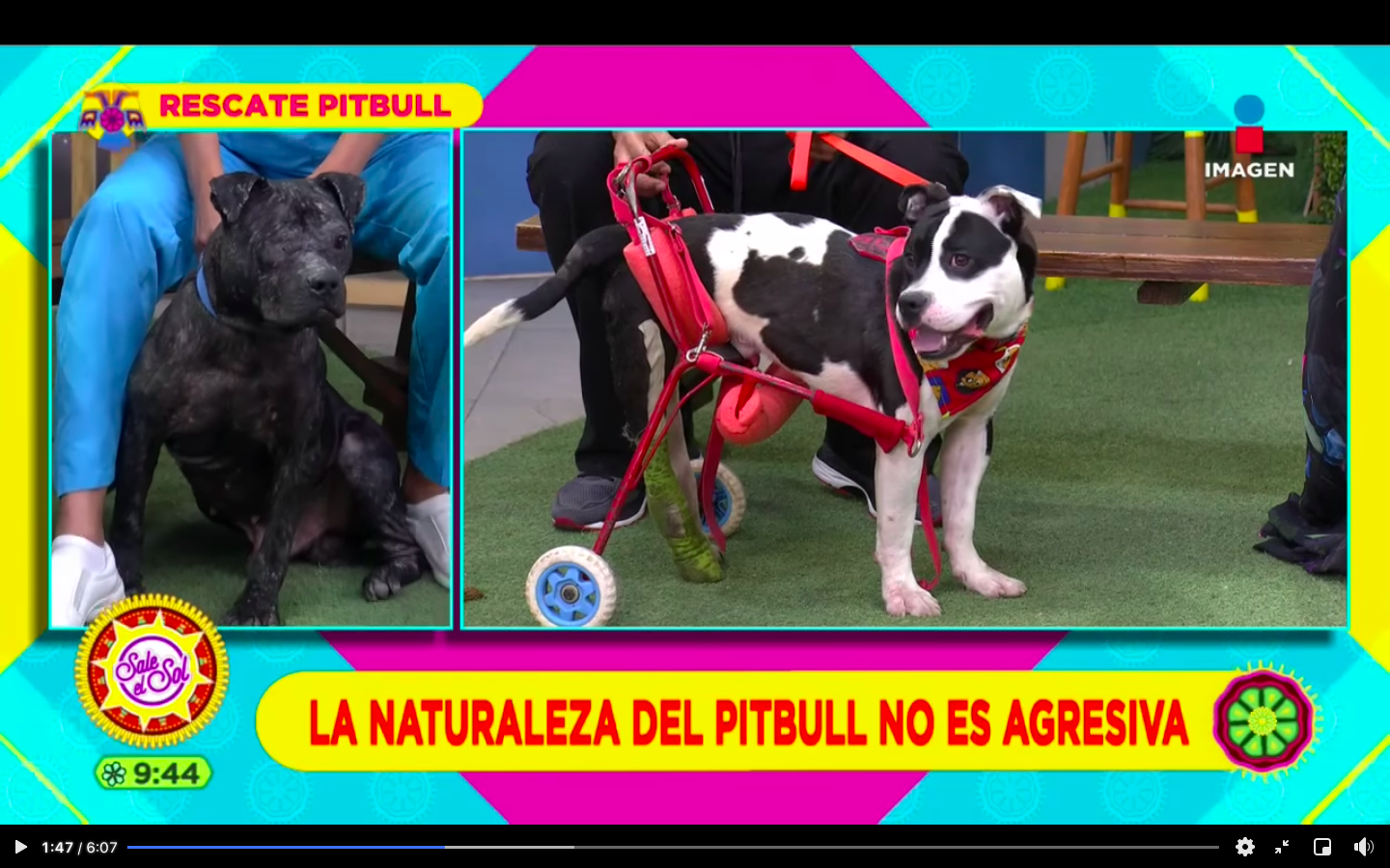 ACERCA DE - Espíritu Pitbull